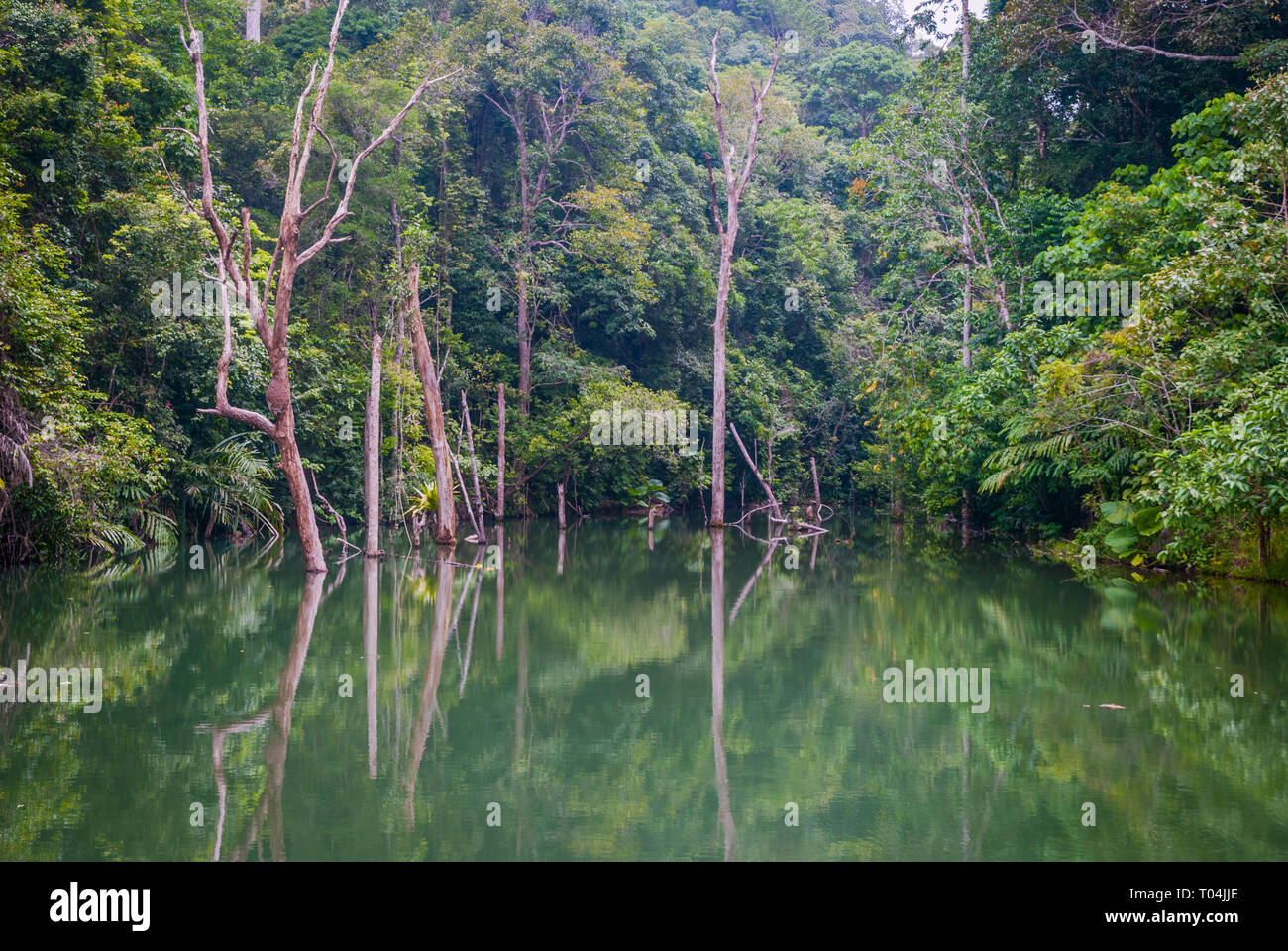 Khlong Chak Lake with trees growing out of water, Koh Lanta, Thailand ...