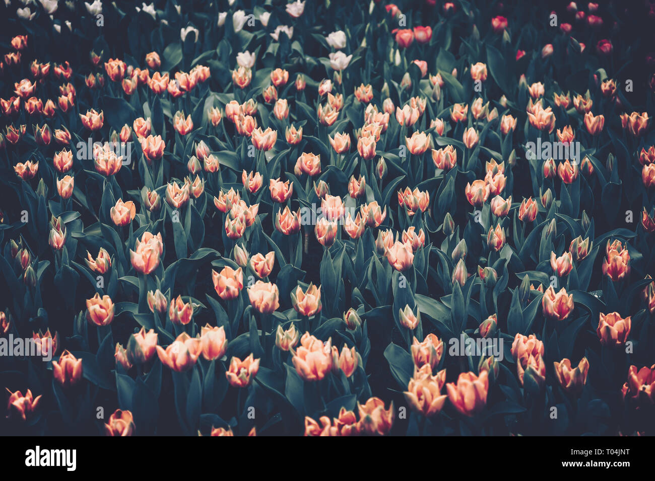 Vintage Backgrounds For Twitter