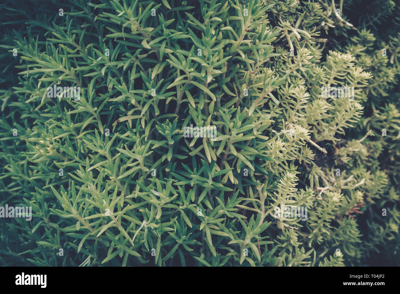 green grass texture. vintage style Stock Photo - Alamy