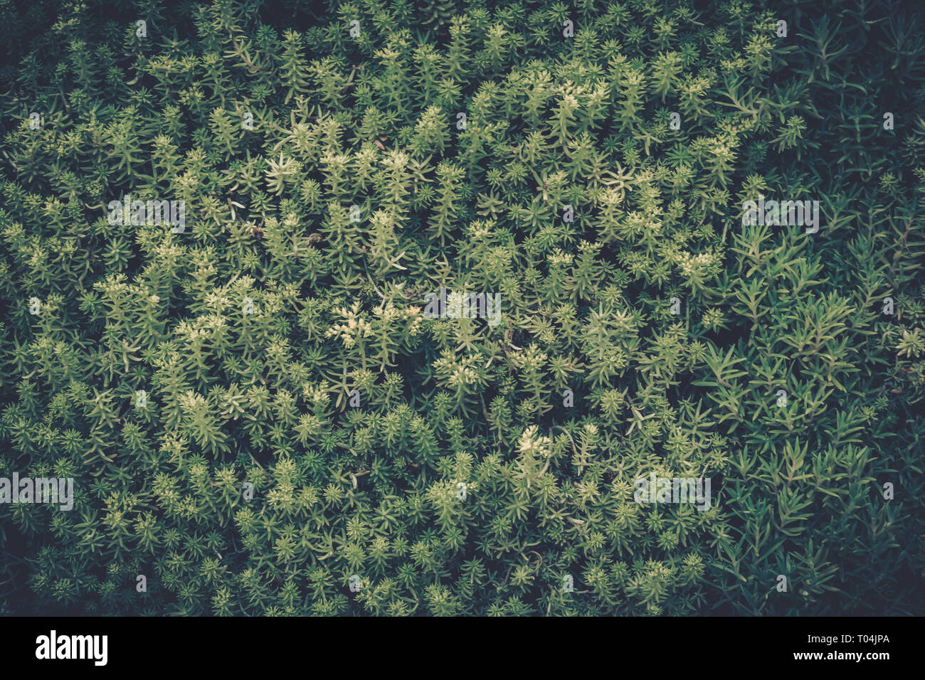 green grass texture. vintage style Stock Photo - Alamy