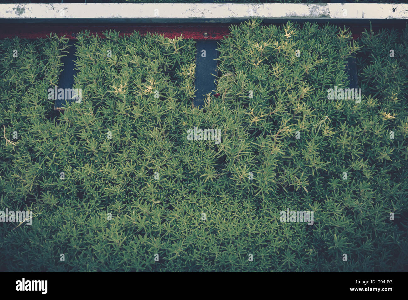 green grass texture. vintage style Stock Photo - Alamy