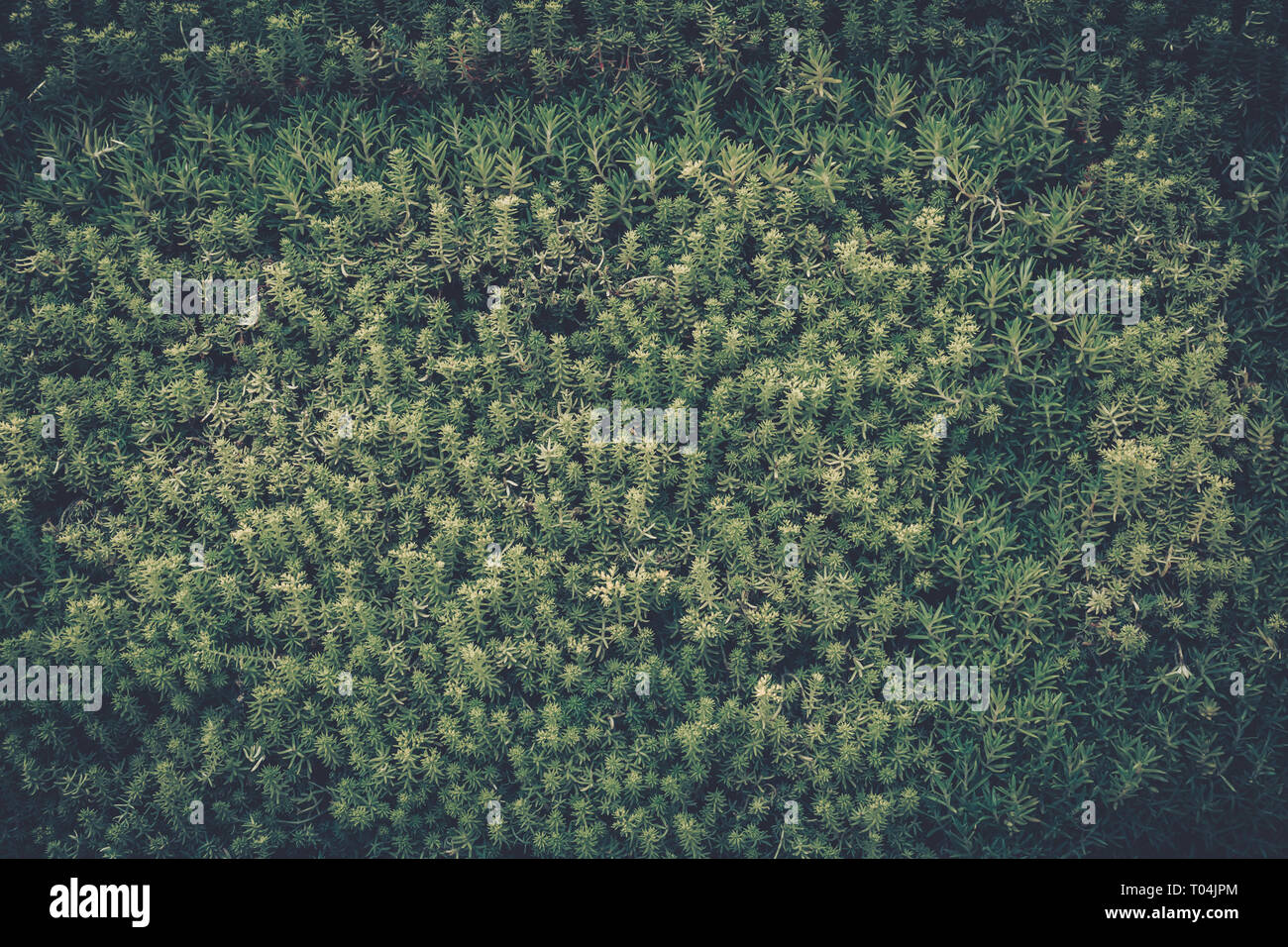 green grass texture. vintage style Stock Photo - Alamy