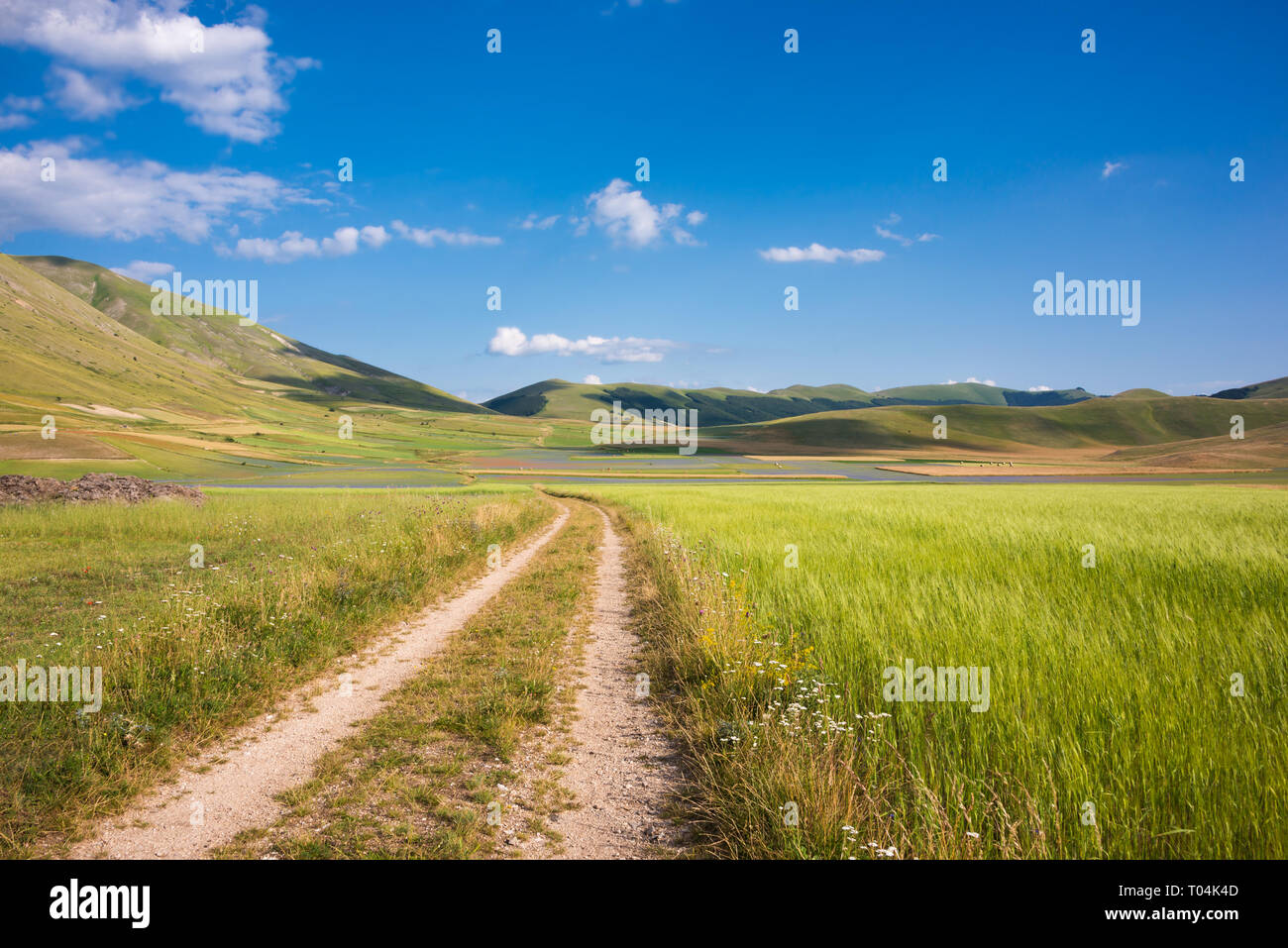 Beautiful green countryside road in summer with fields of wild flowers ...
