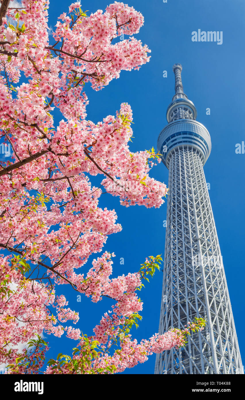 Spring in Tokyo. The famous Tokyo Skytree with cherry pink blossoms ...