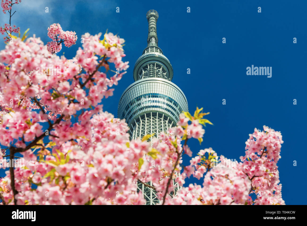 Spring in Tokyo. The famous Tokyo Skytree towering above cherry pink ...