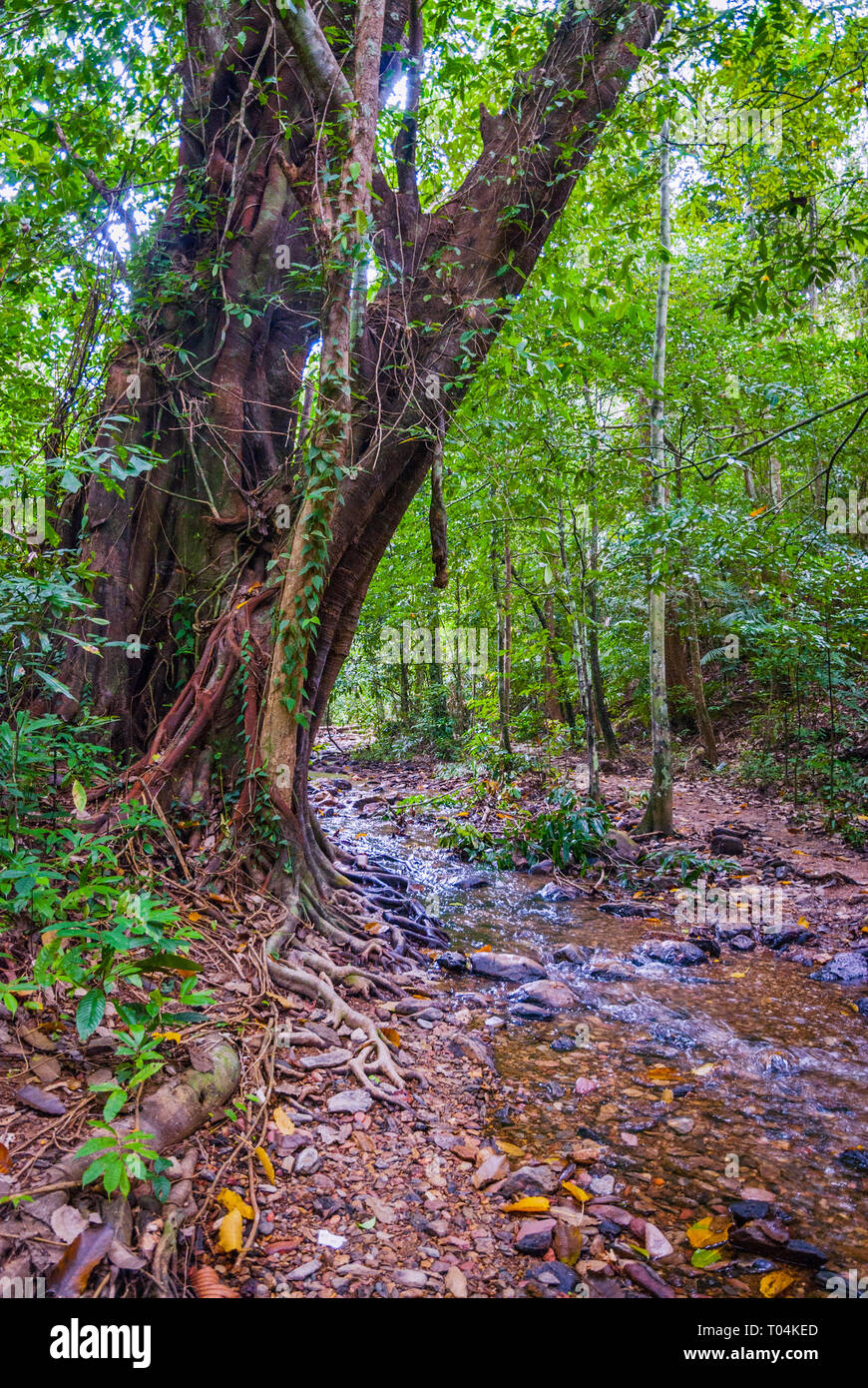 Water stream in a forest hi-res stock photography and images - Alamy