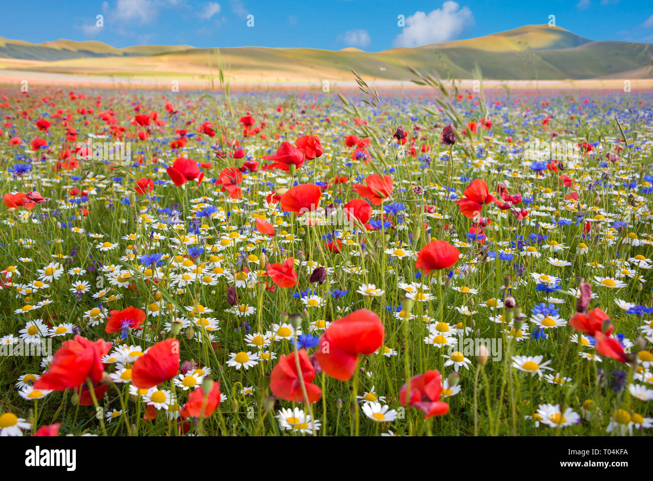 Beautiful green countryside in summer with fields of wild flowers Stock ...