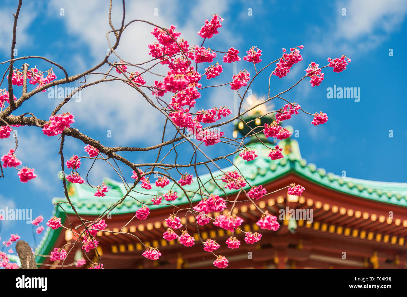 Pink temple tree hi-res stock photography and images - Alamy