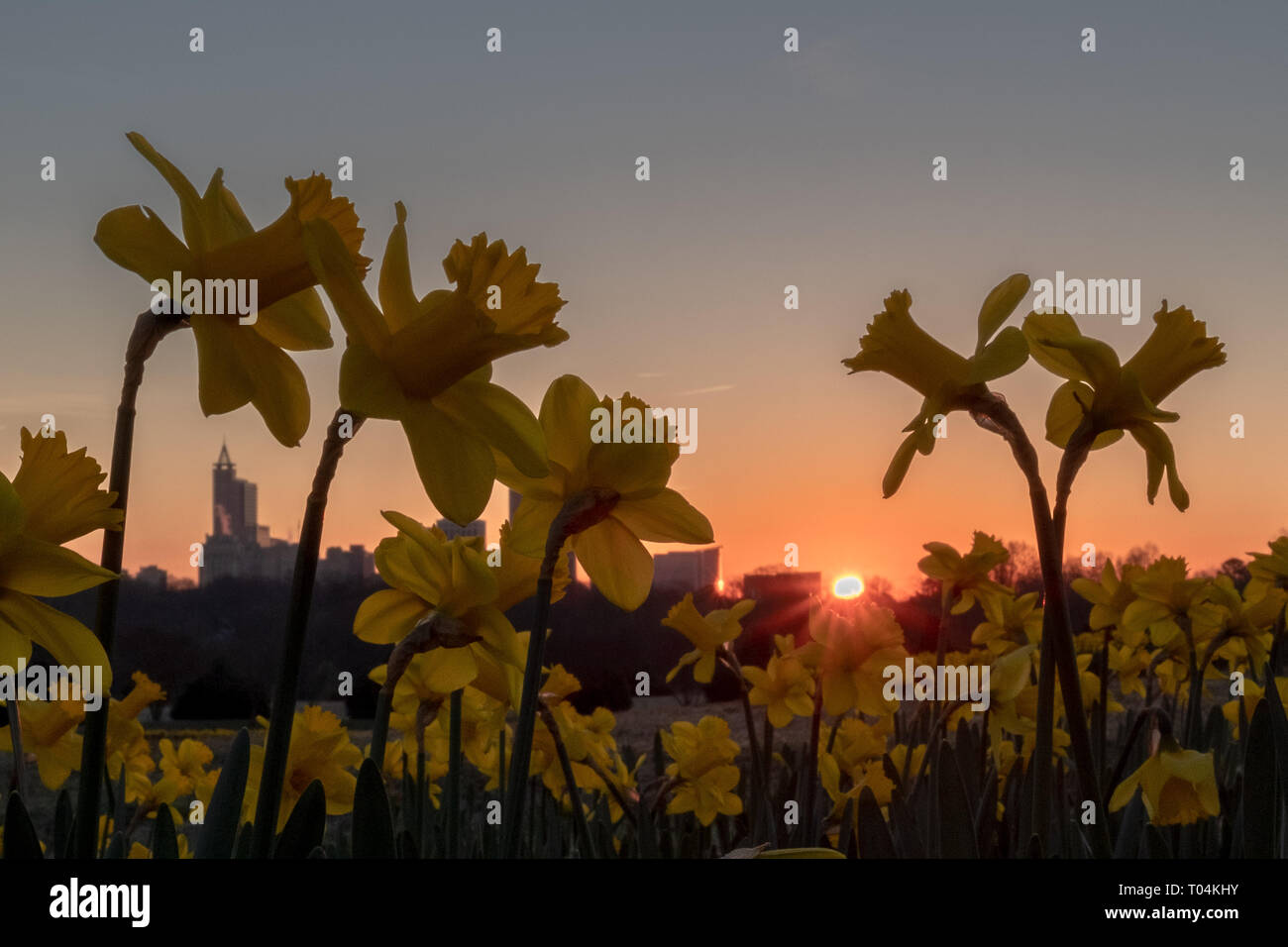 Early morning sun peeks over the horizon of a field of beautiful golden ...