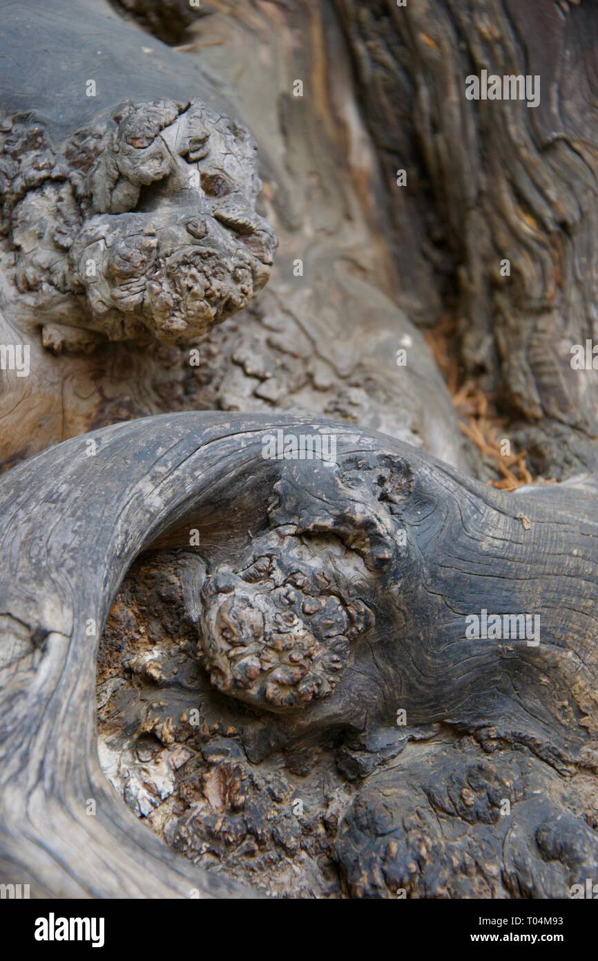 Close up of an ancient tree - strange gnarly lumps and shapes ...