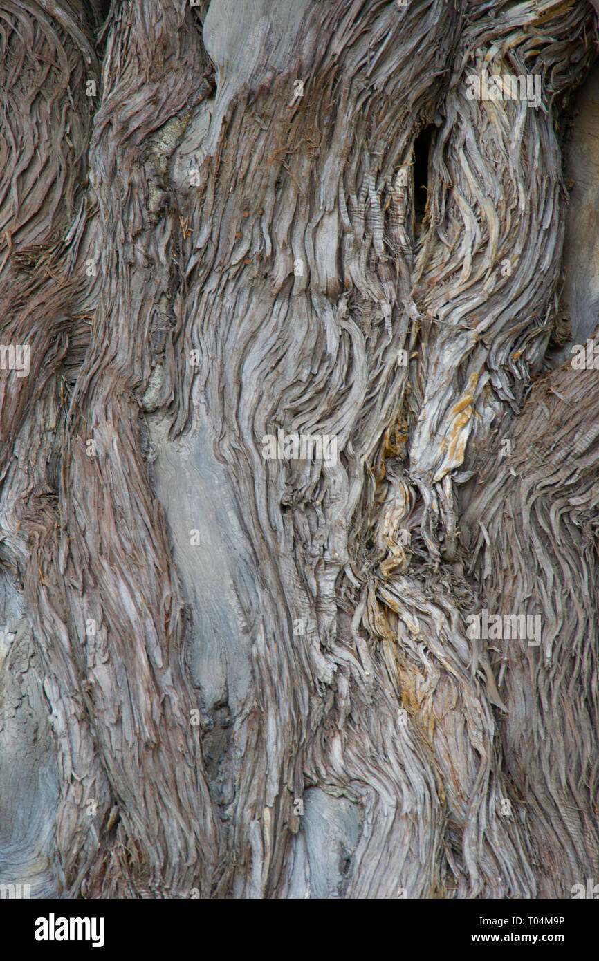 Damaged tree bark hi-res stock photography and images - Alamy