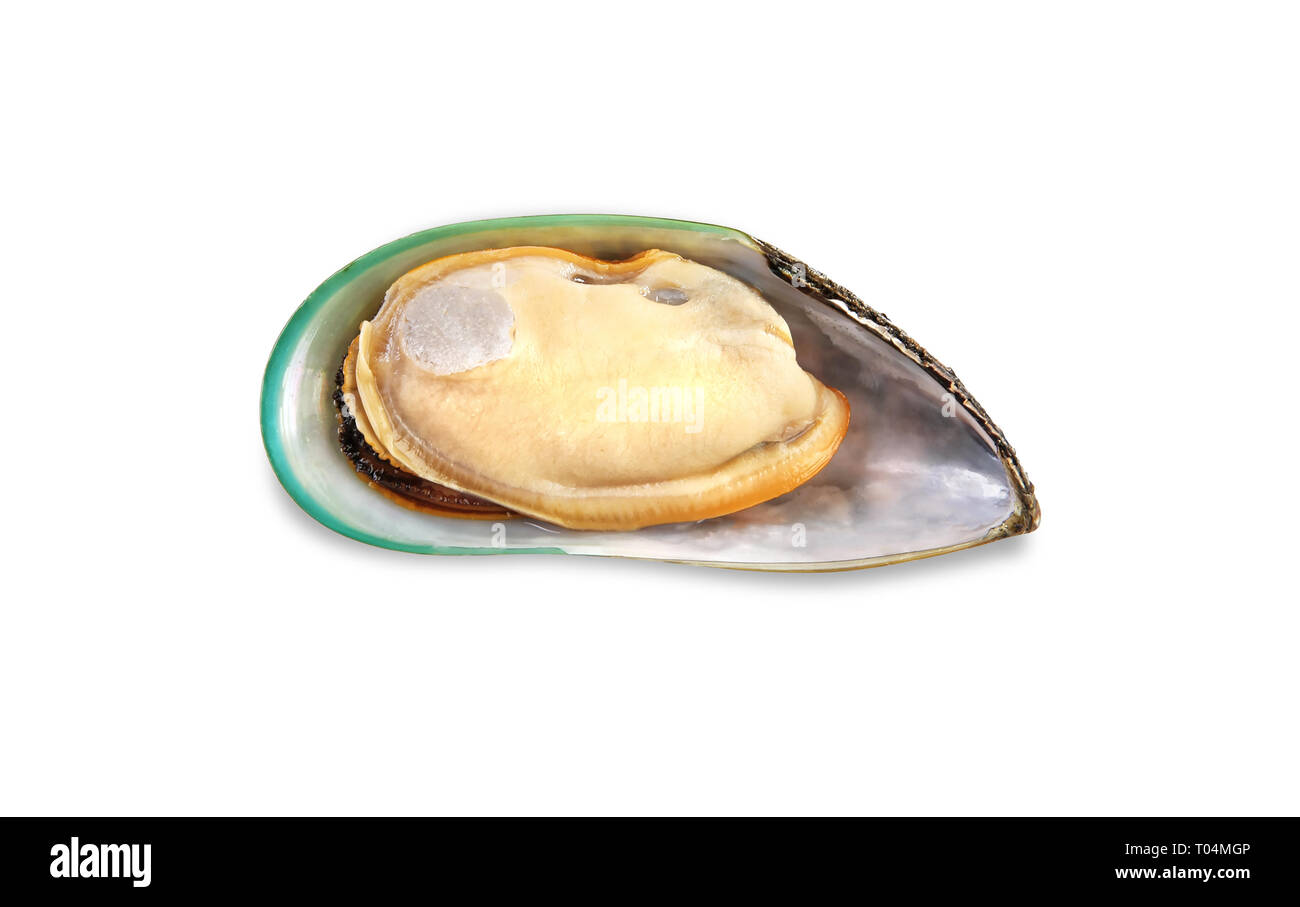 One single raw New Zealand mussel on shell isolated on white background ...