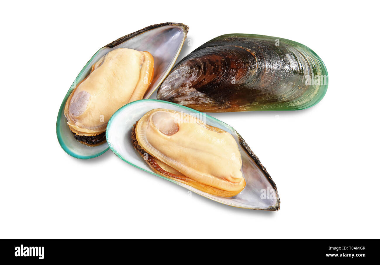 Three raw New Zealand mussels on shell isolated on white background ...