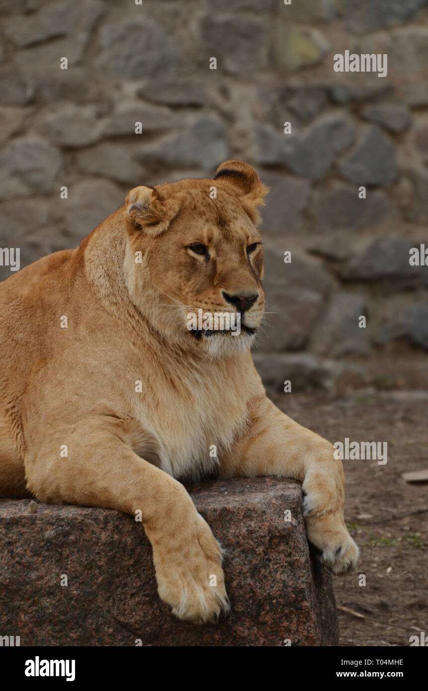 Close-up portrait of a beautiful fluffy Lion Stock Photo - Alamy