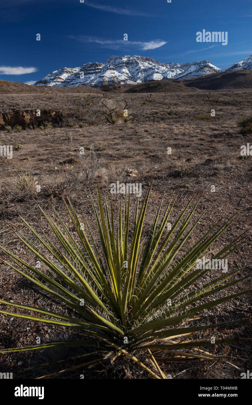 Candelaria texas hi-res stock photography and images - Alamy