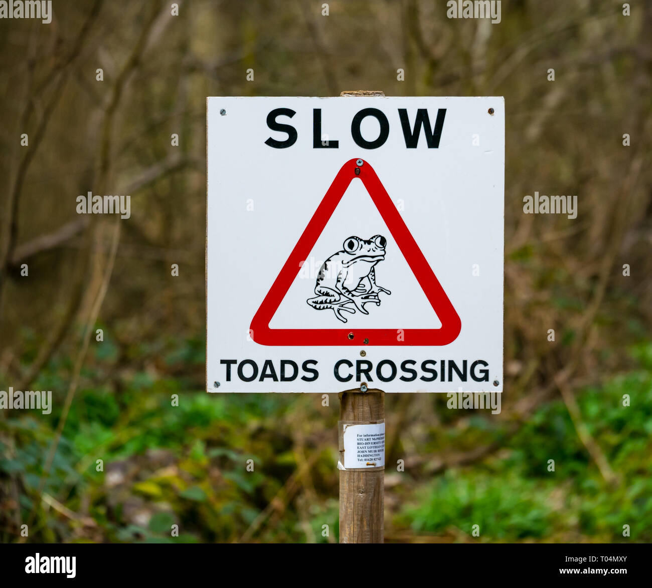 Unusual quirky road sign warning of toads crossing, Binning Wood, East ...