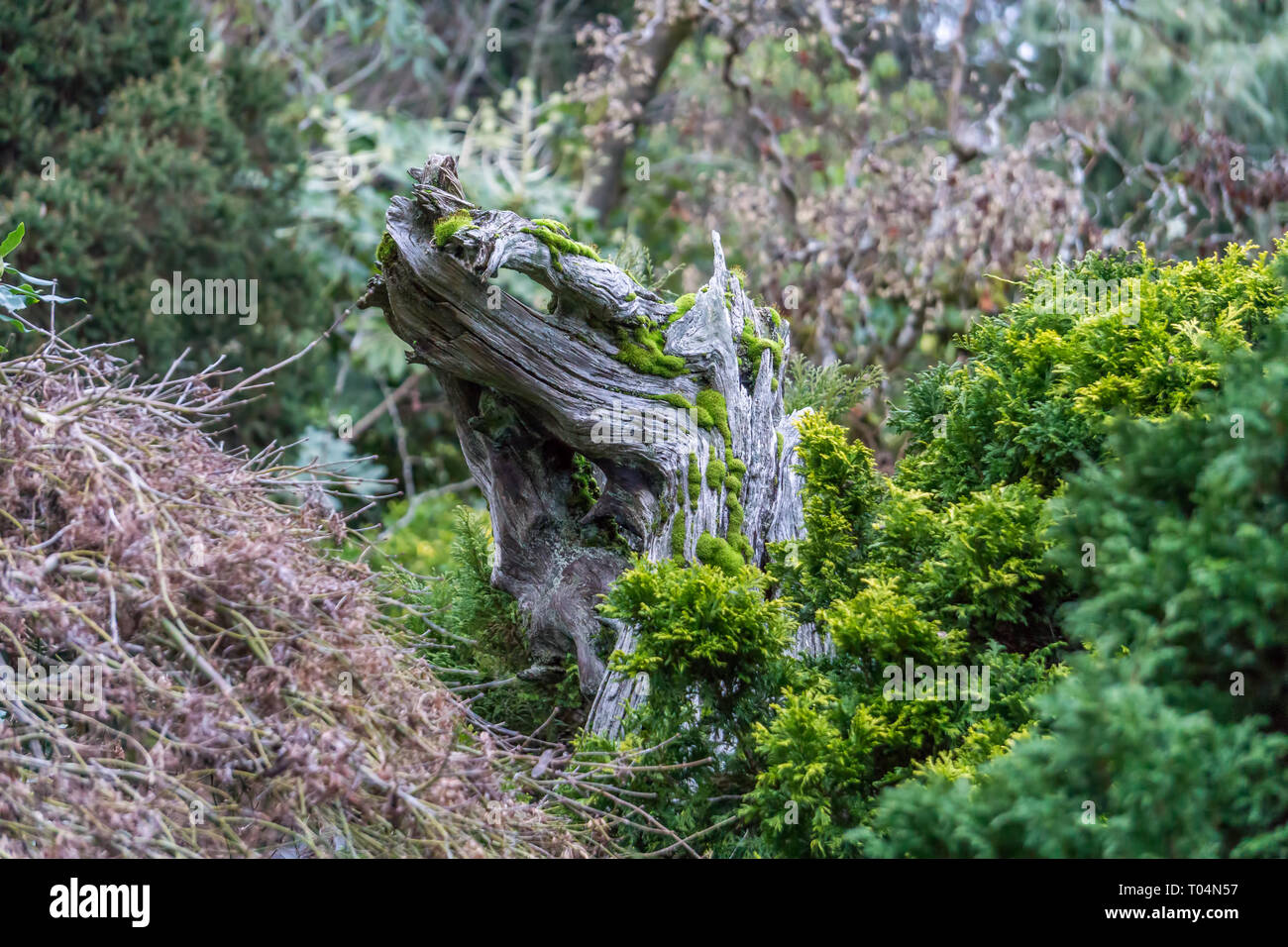 Gnarled stump hi-res stock photography and images - Alamy