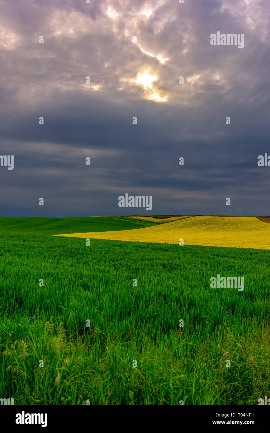 spring countryside,green yellow fields,path,clouded sky before sunset ...