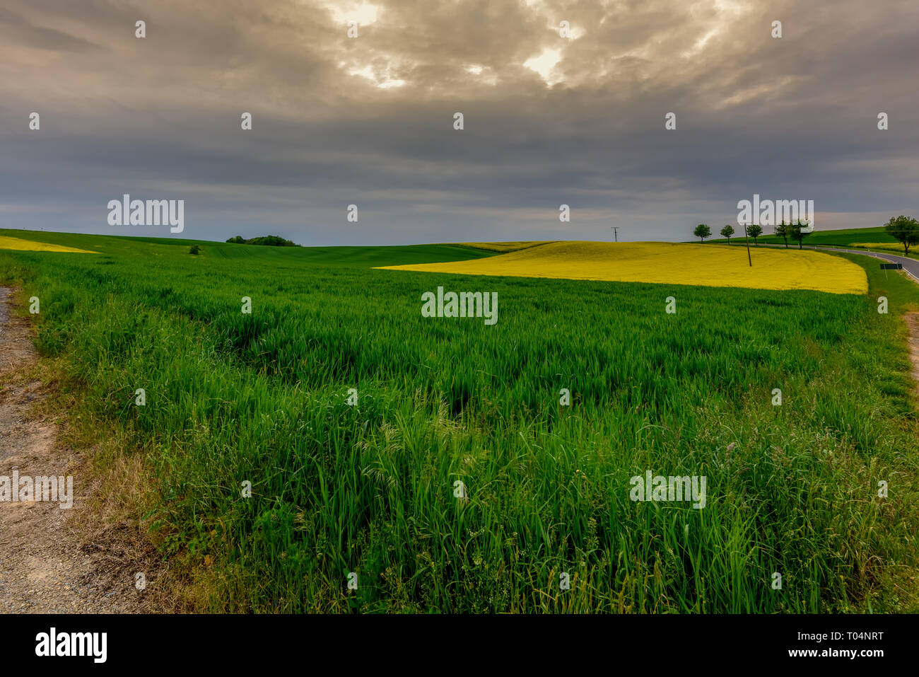 spring countryside,green yellow fields,path,clouded sky before sunset ...