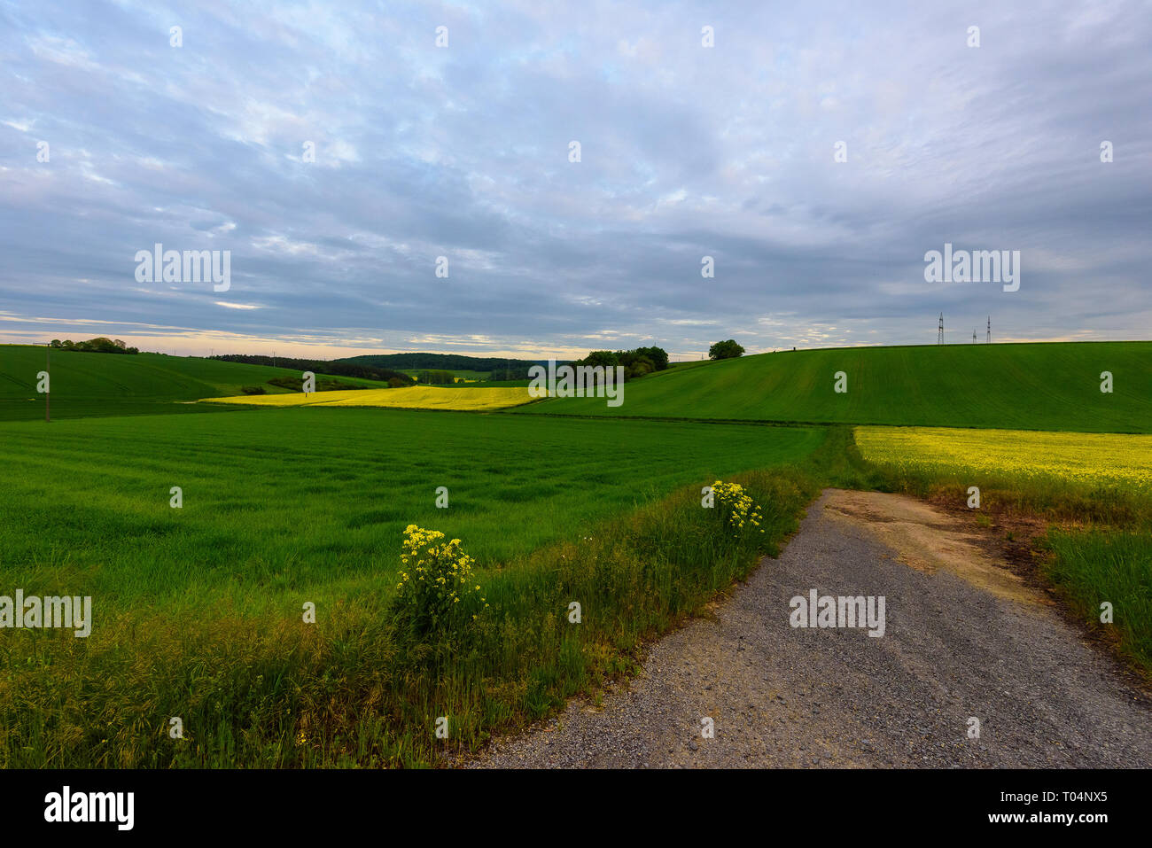 spring countryside,green yellow fields,path,clouded blue sky before ...