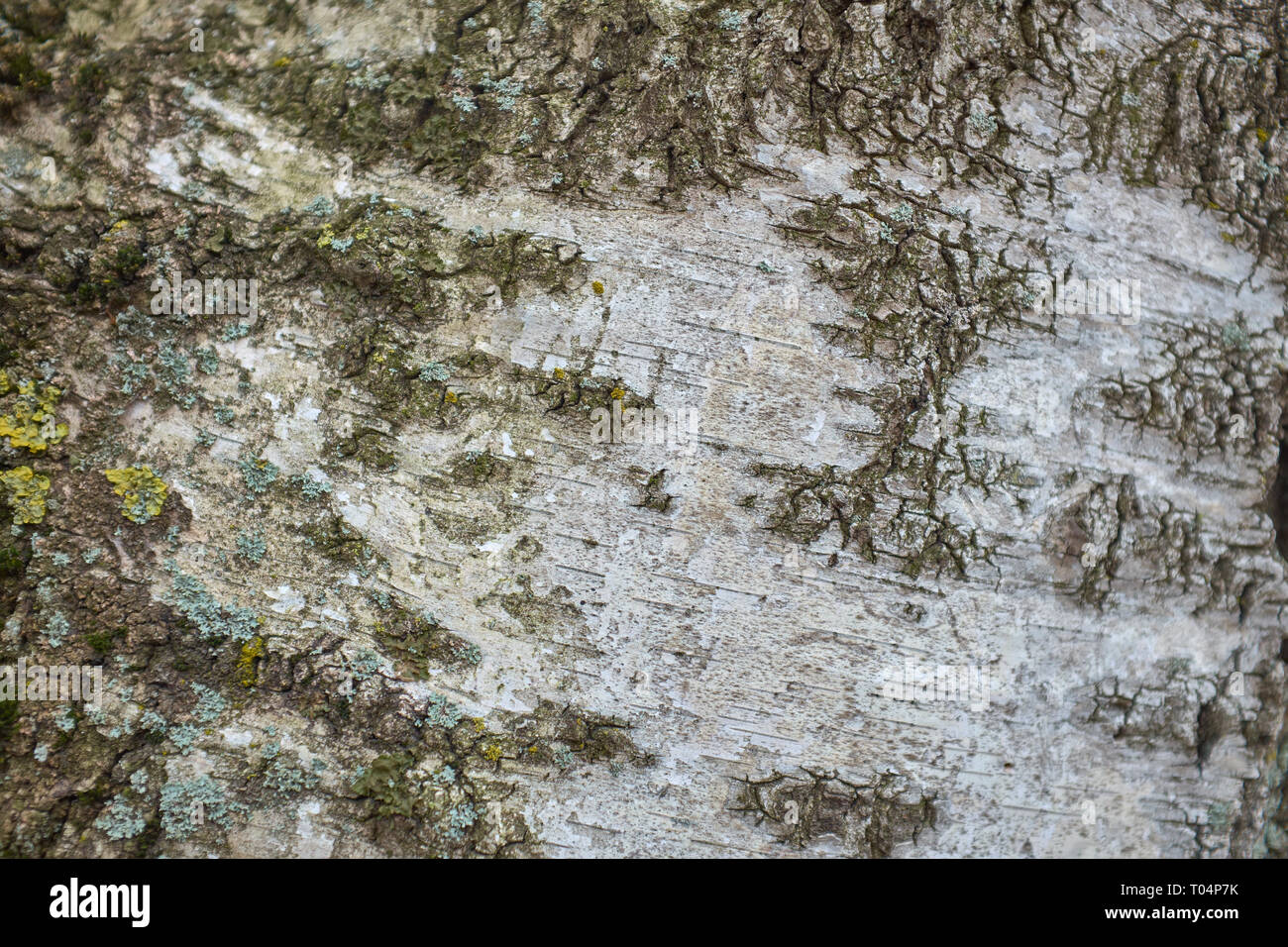 White Tree bark texture on a birch tree in park. Belarus Stock Photo ...