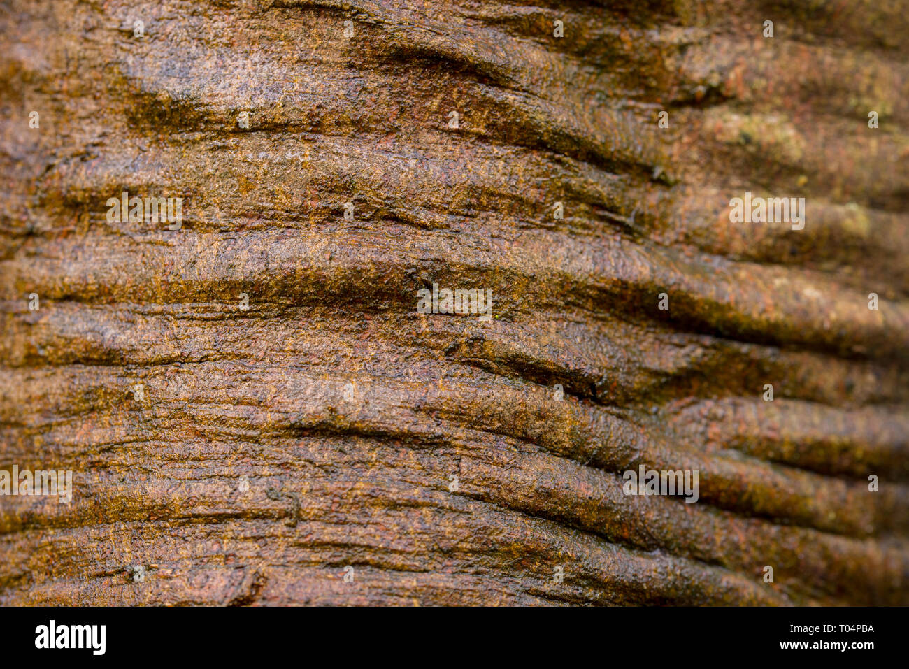 wet brown creased tree bark macro selective focus Stock Photo - Alamy