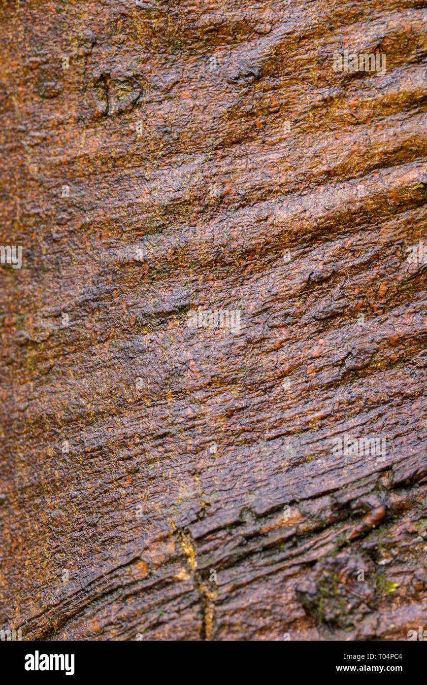 Wet tree bark hi-res stock photography and images - Alamy
