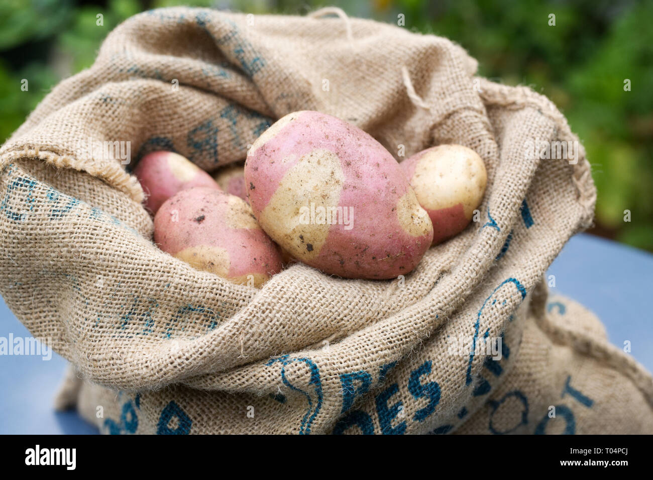 Solanum tuberosum 'Pink Gypsy'. Freshly harvested Potato 'Pink Gypsy ...
