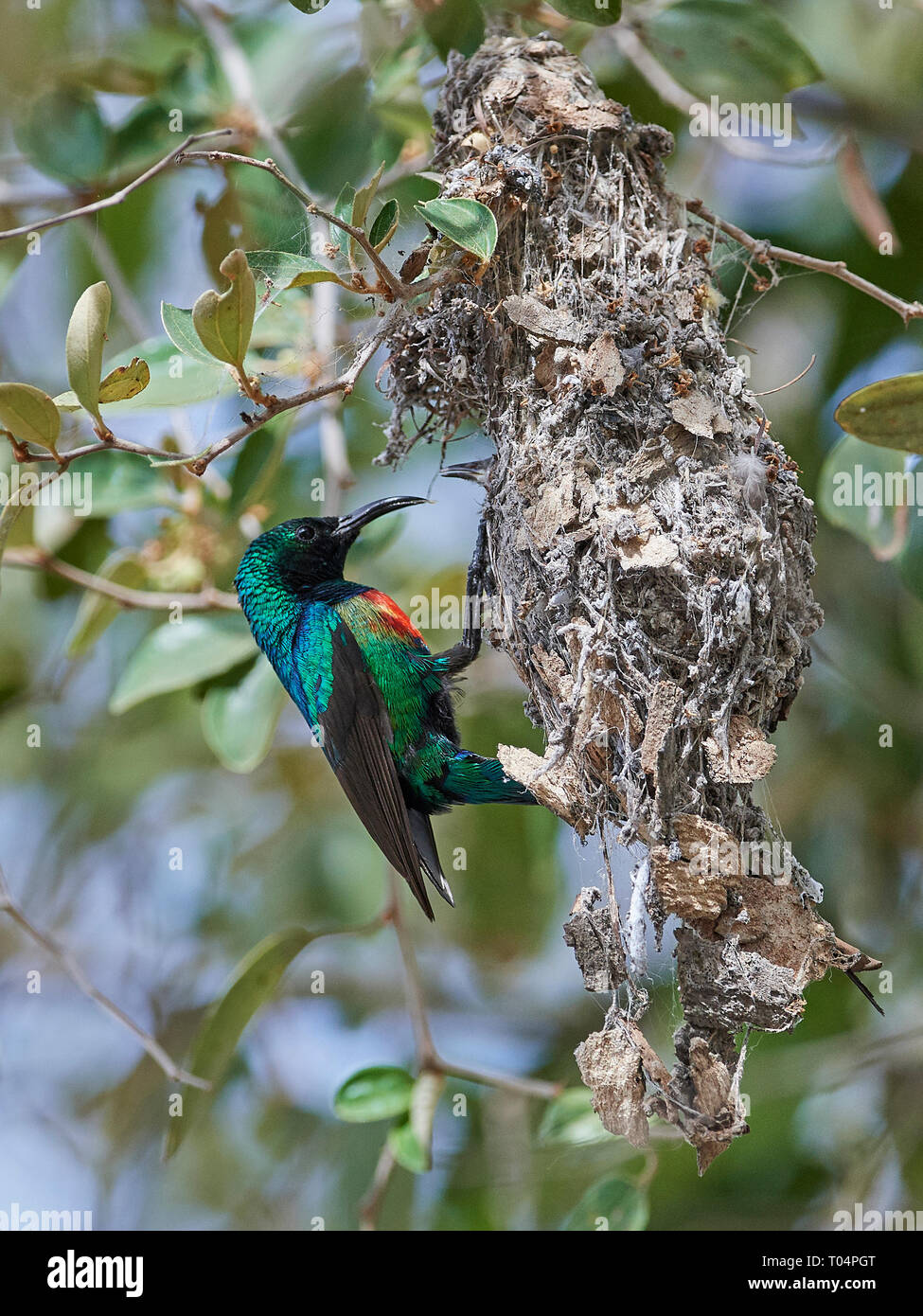 Beautiful sunbird sitting on its nest feeding its young Stock Photo - Alamy