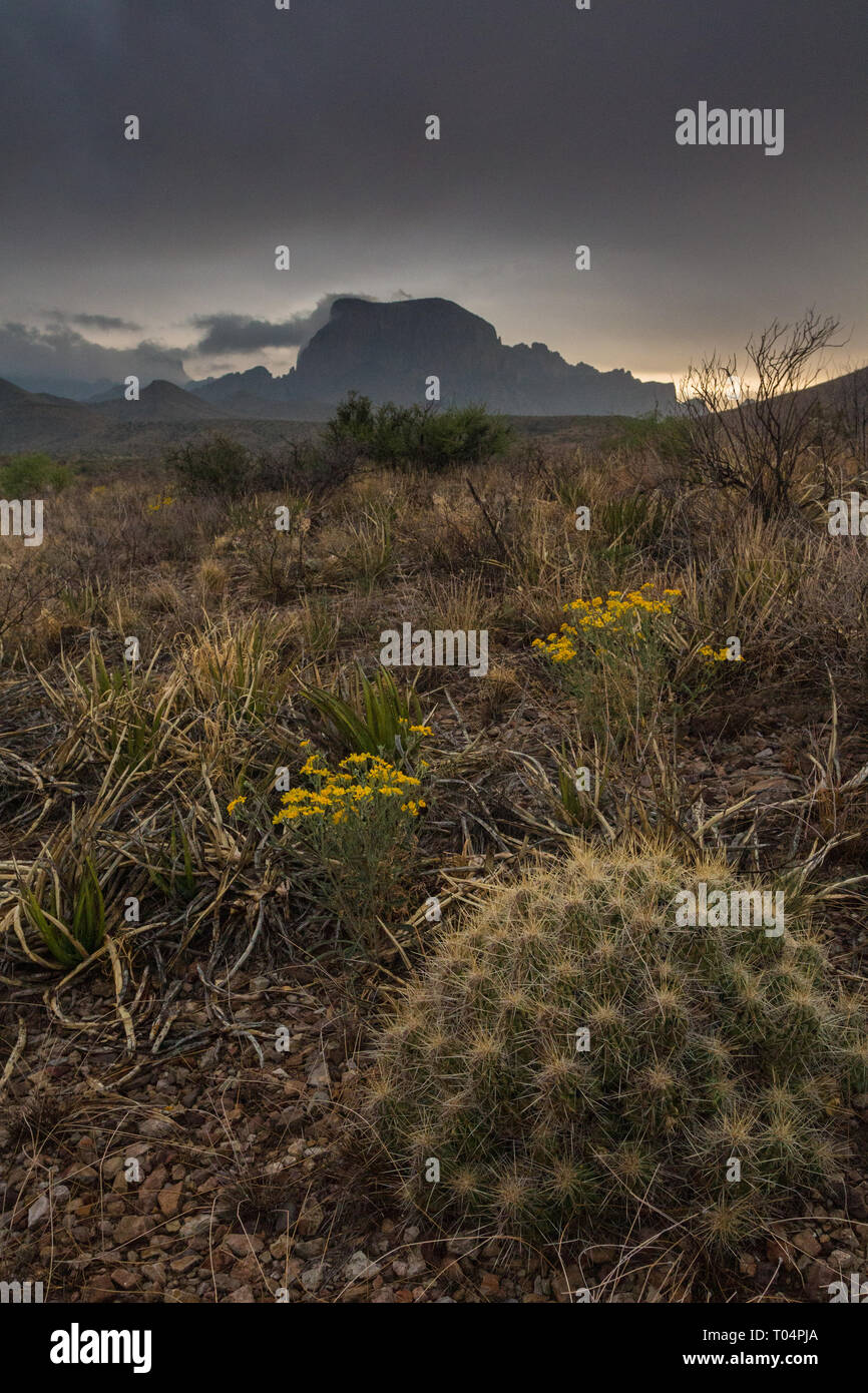 Big Bend National Park, Brewster County, Texas, USA Stock Photo - Alamy