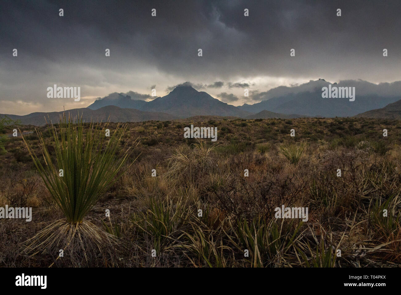 Big Bend National Park, Brewster County, Texas, USA Stock Photo - Alamy