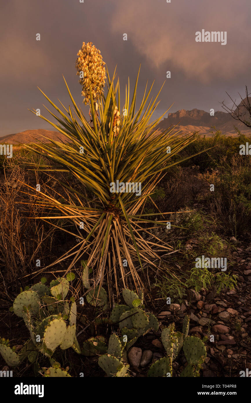 Big Bend National Park, Brewster County, Texas, USA Stock Photo - Alamy