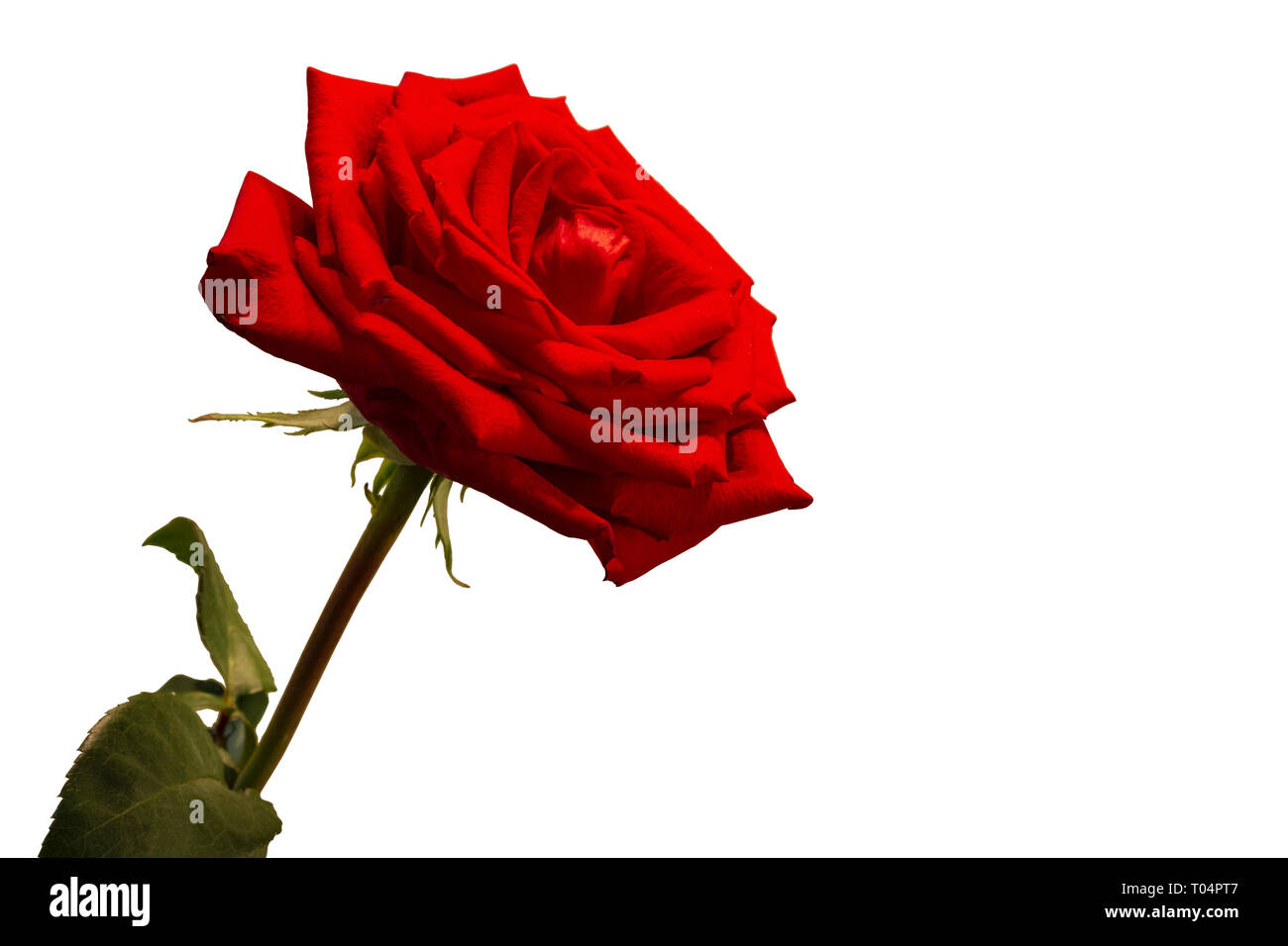 Blooming red rose Bud isolated on white background Stock Photo - Alamy