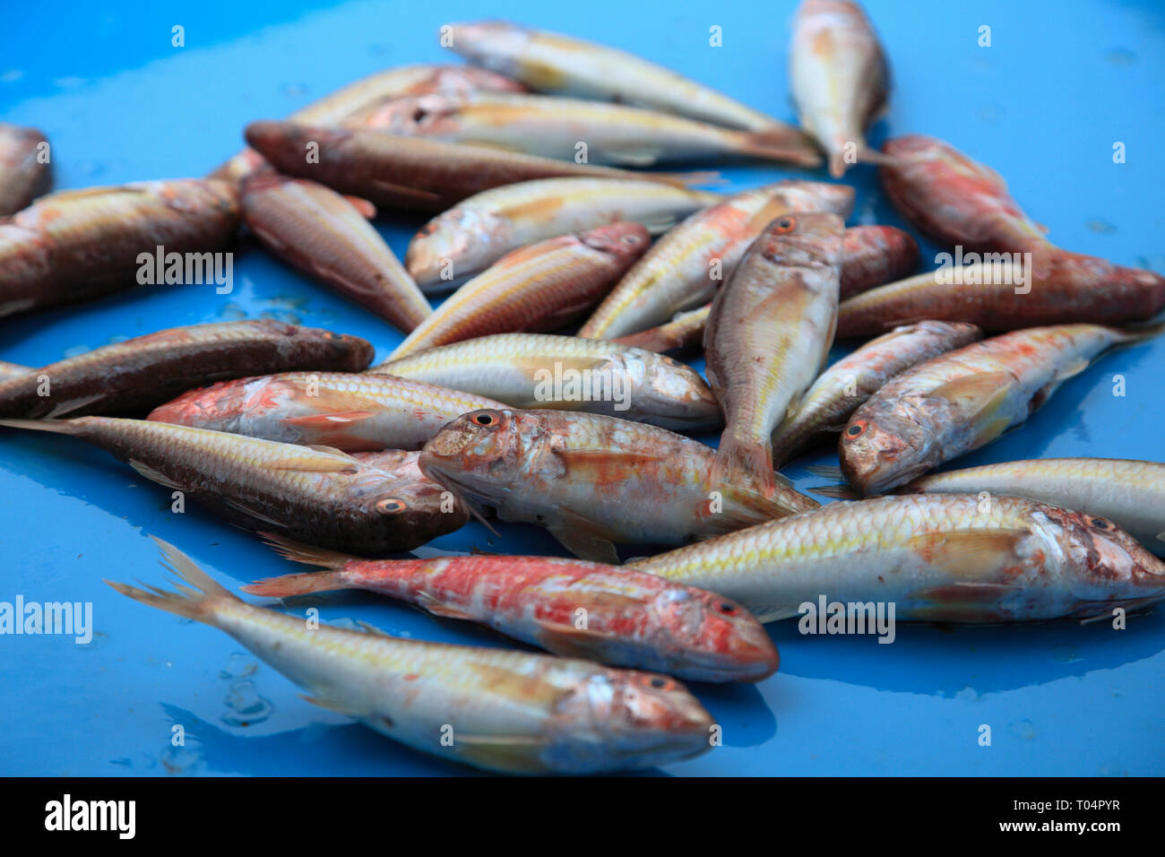Southern france seafood hi-res stock photography and images - Alamy