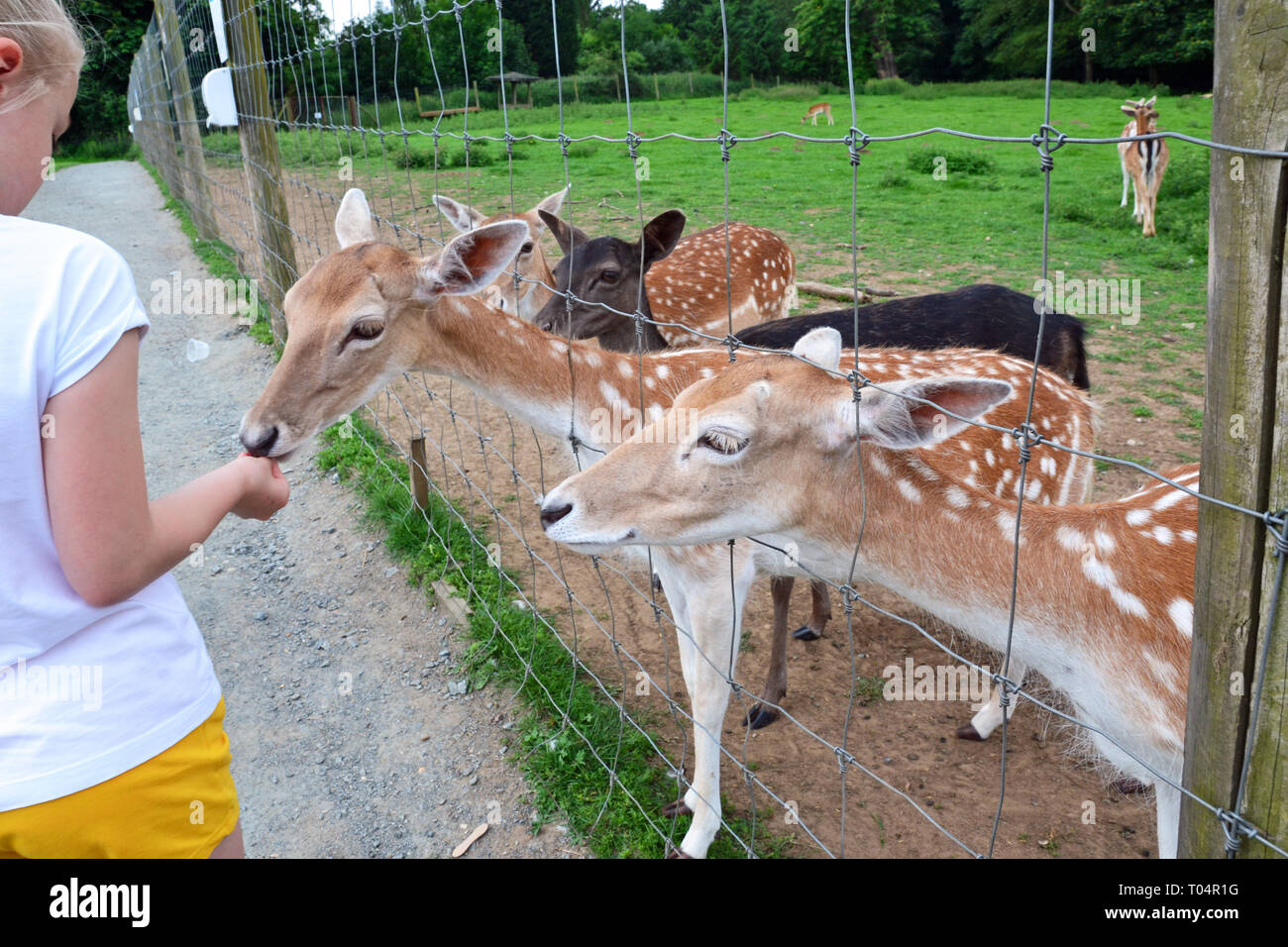 Weald country park essex deer hi-res stock photography and images - Alamy