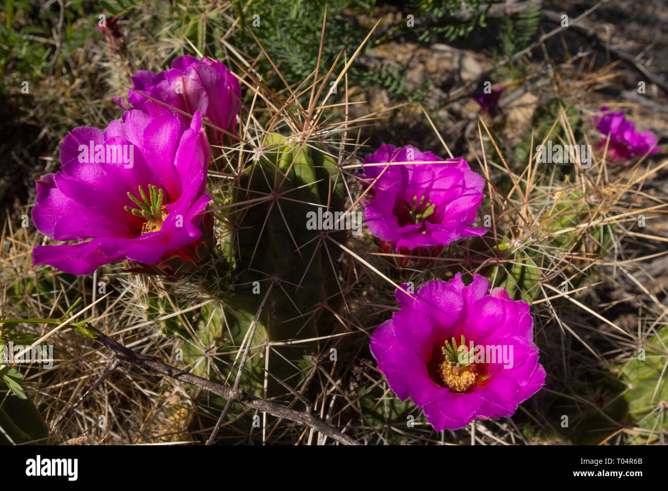 Big Bend National Park, Brewster County, Texas, USA Stock Photo - Alamy