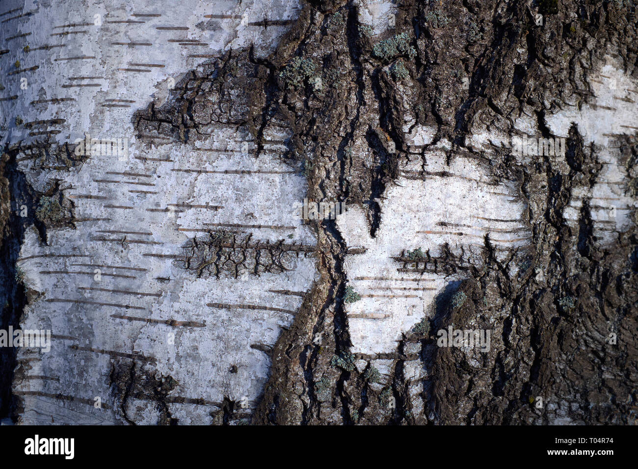 White Tree bark texture on a birch tree in park. Belarus Stock Photo ...