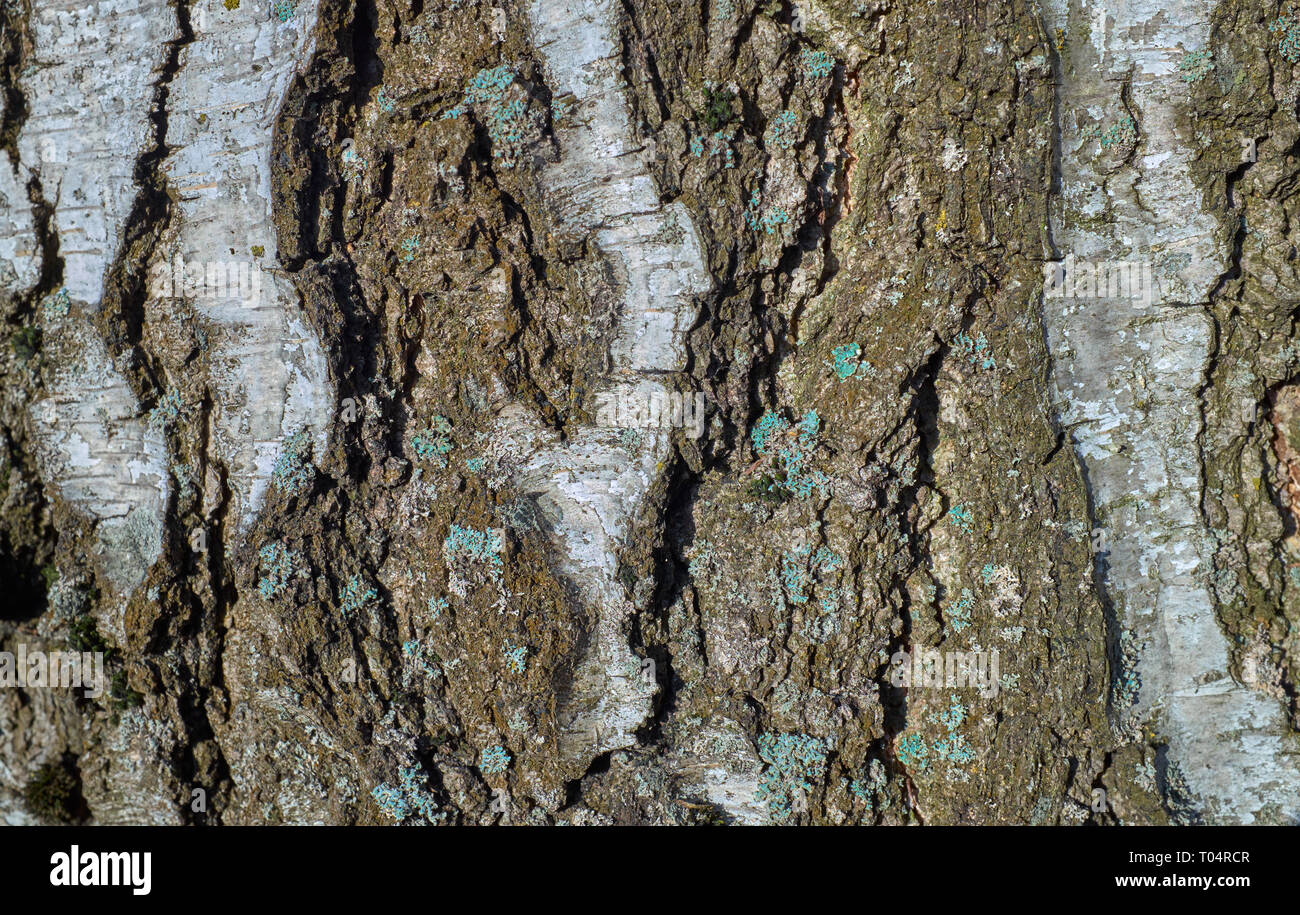 texture of bark tree with blue moss, Belarus Stock Photo - Alamy