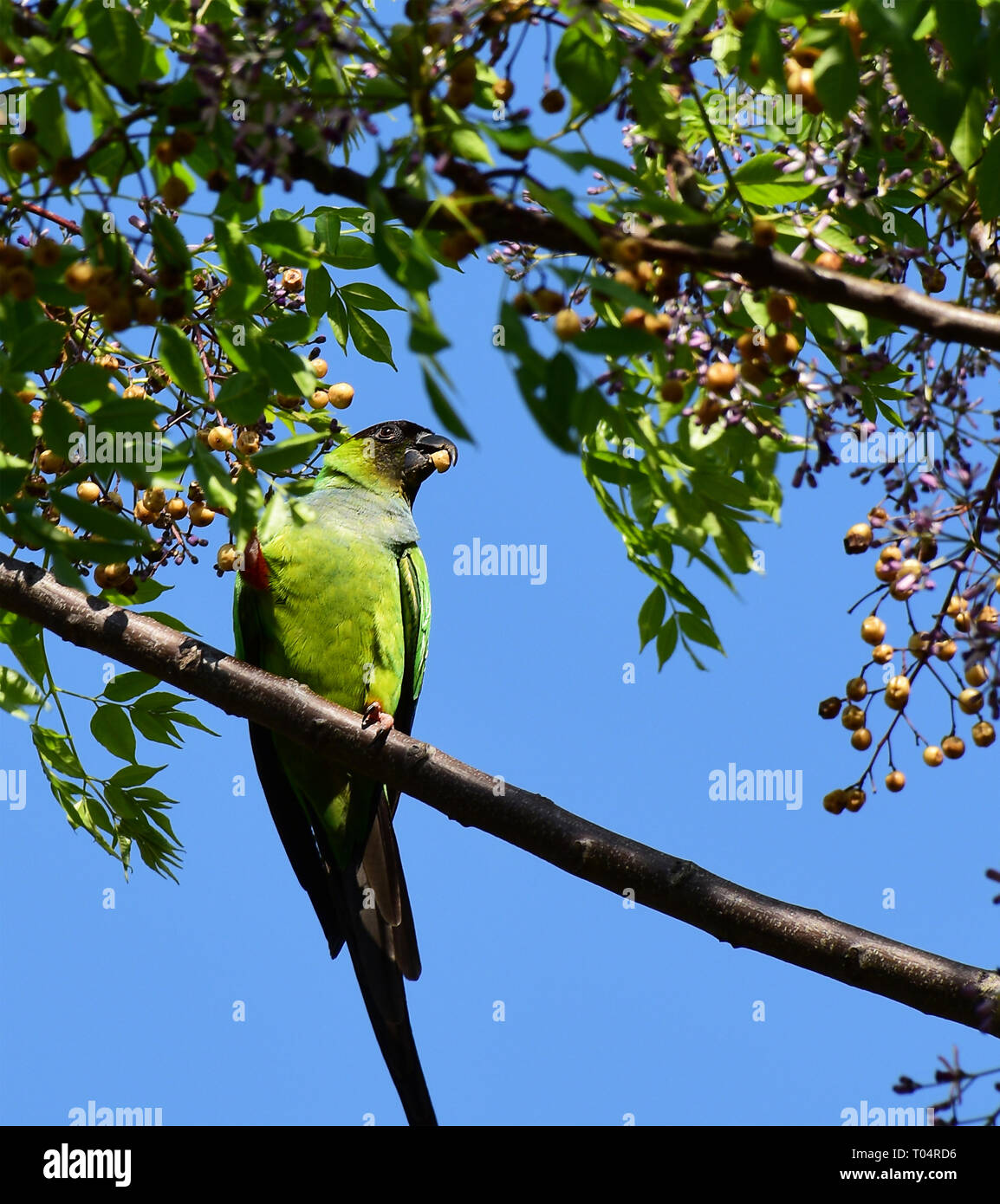 Nanday parakeet/ nenday/ Parrot Stock Photo - Alamy