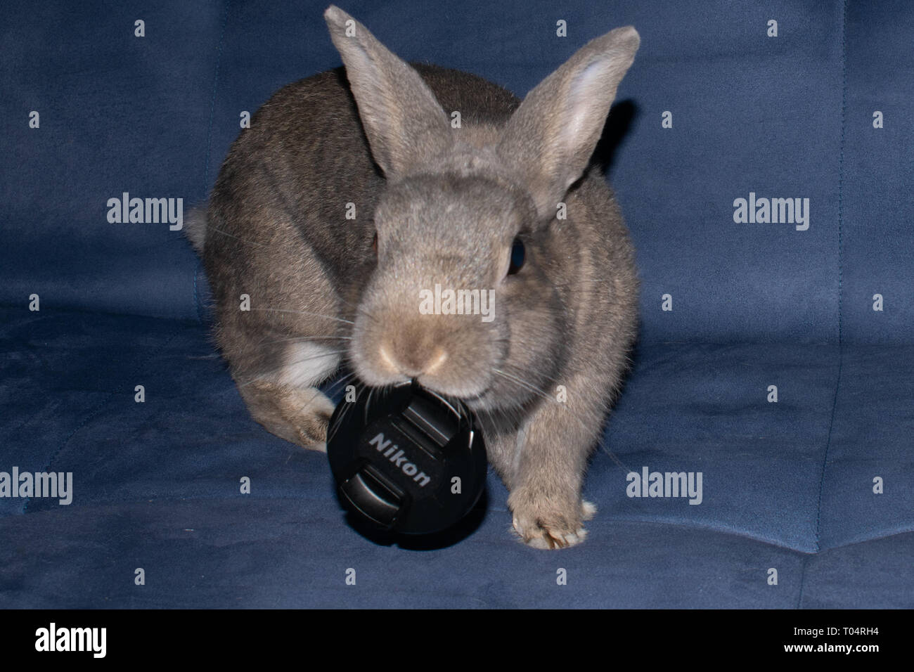 Long eared toy rabbit hi-res stock photography and images - Alamy