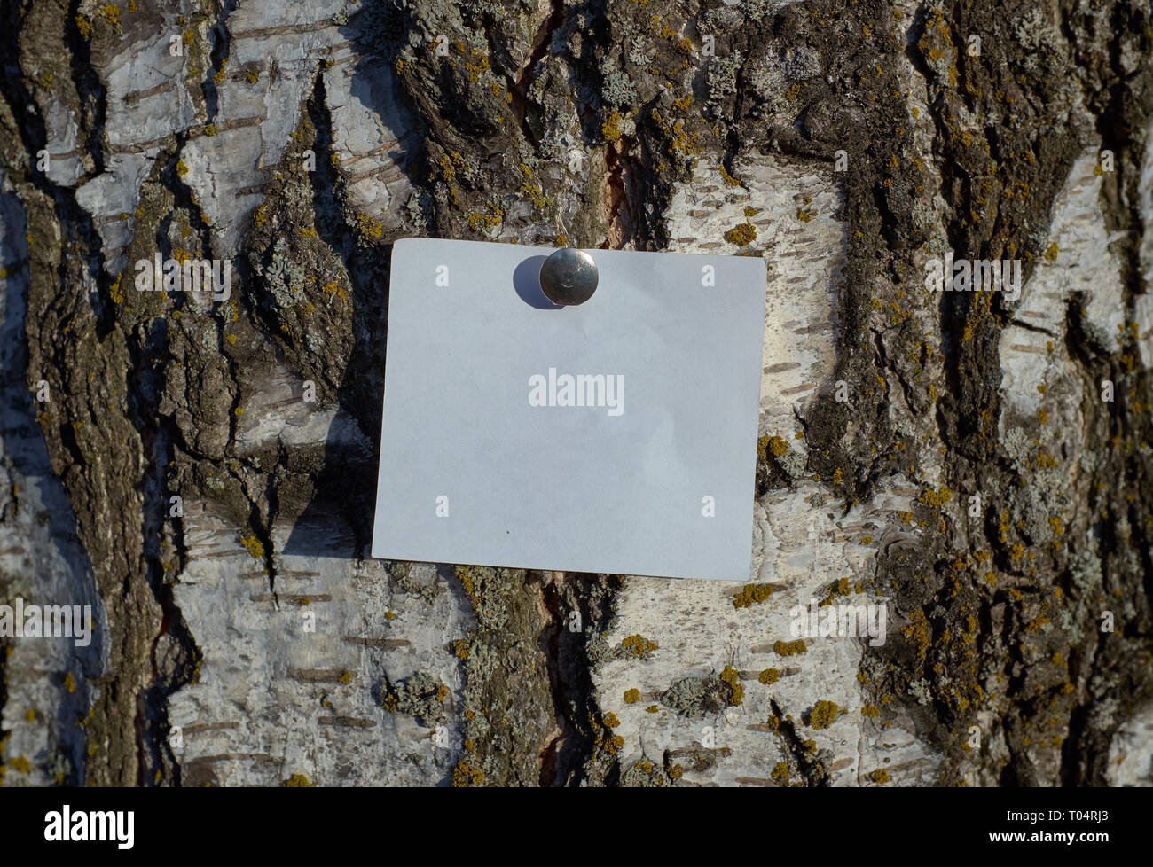 Blank white piece of note paper fastened by pin to the tree trunk into ...