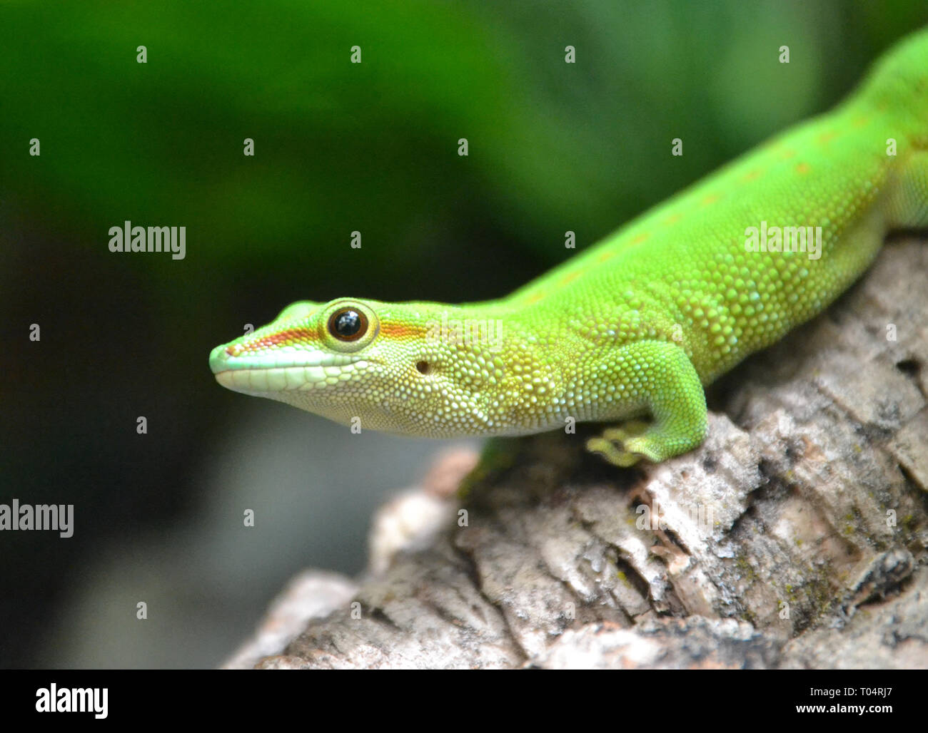 Tropical house gecko habitat hi-res stock photography and images - Alamy