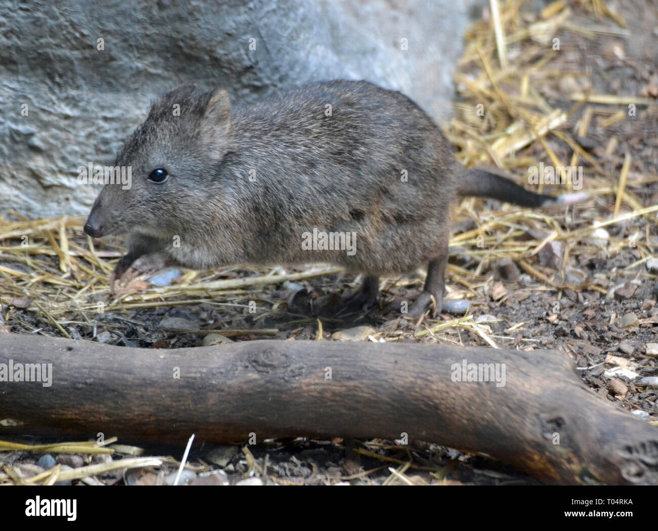 Tropical rodent hi-res stock photography and images - Alamy