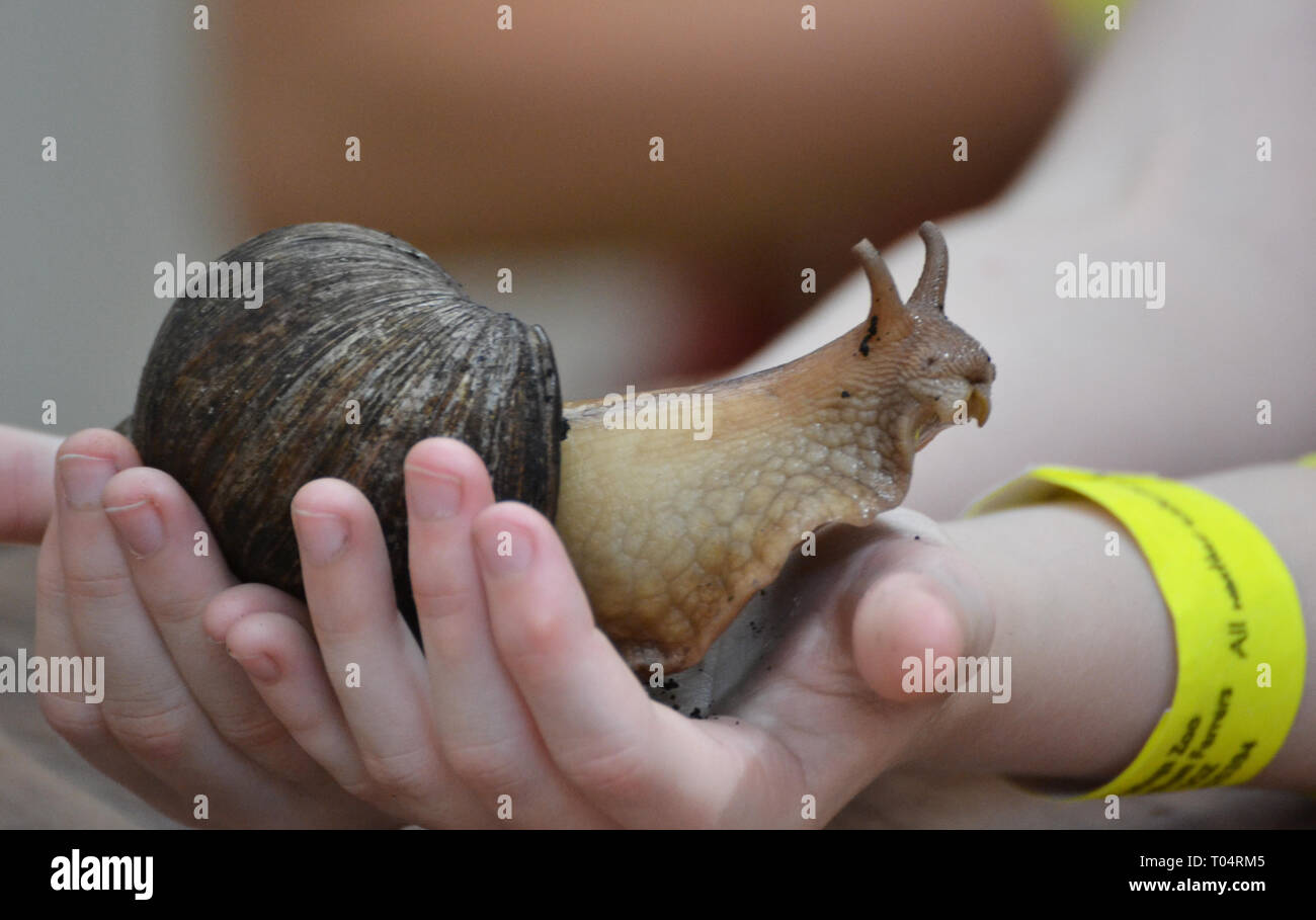Visitor holding a giant snail at Tropical Wings Zoo, Chelmsford, Essex, UK. This zoo closed in ...