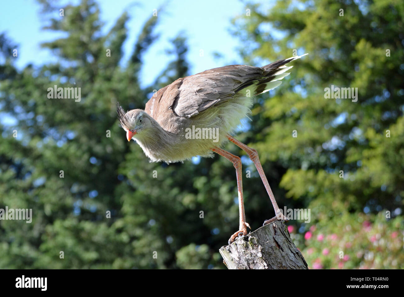 Serima hi-res stock photography and images - Alamy