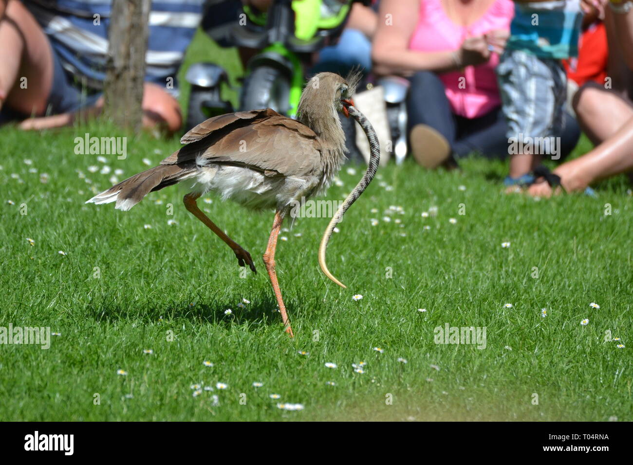 Red Legged Serima at Tropical Wings Zoo, Chelmsford, Essex, UK. This ...