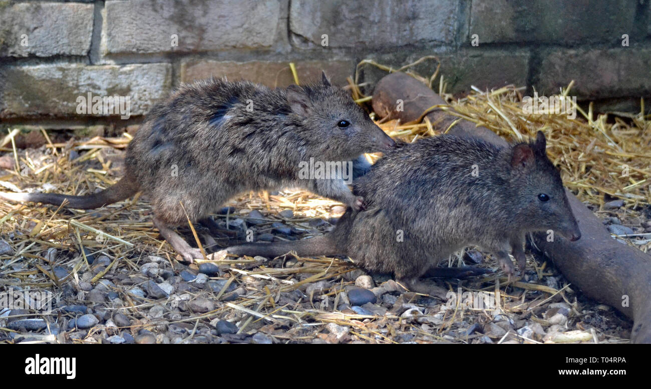 Tropical rodent hi-res stock photography and images - Alamy