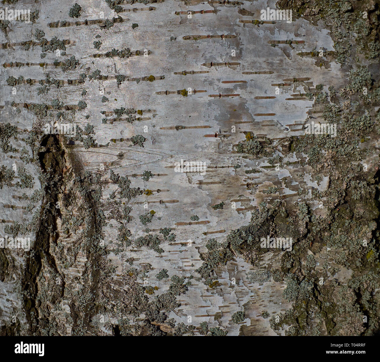 White texture of birch bark tree, Belarus. Square picture Stock Photo ...