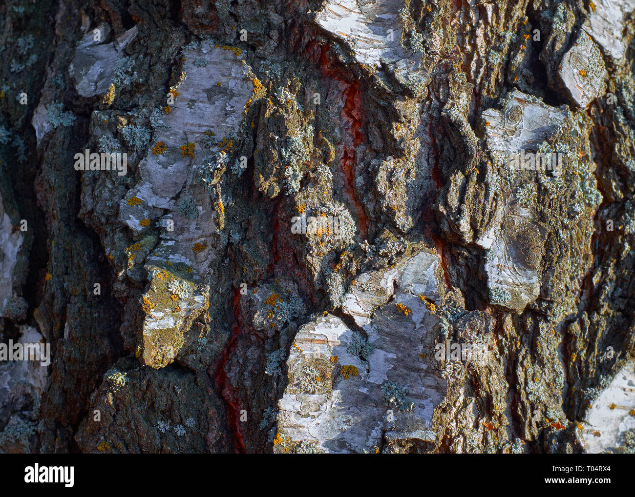 Colorful texture of bark tree with blue moss, Belarus Stock Photo - Alamy