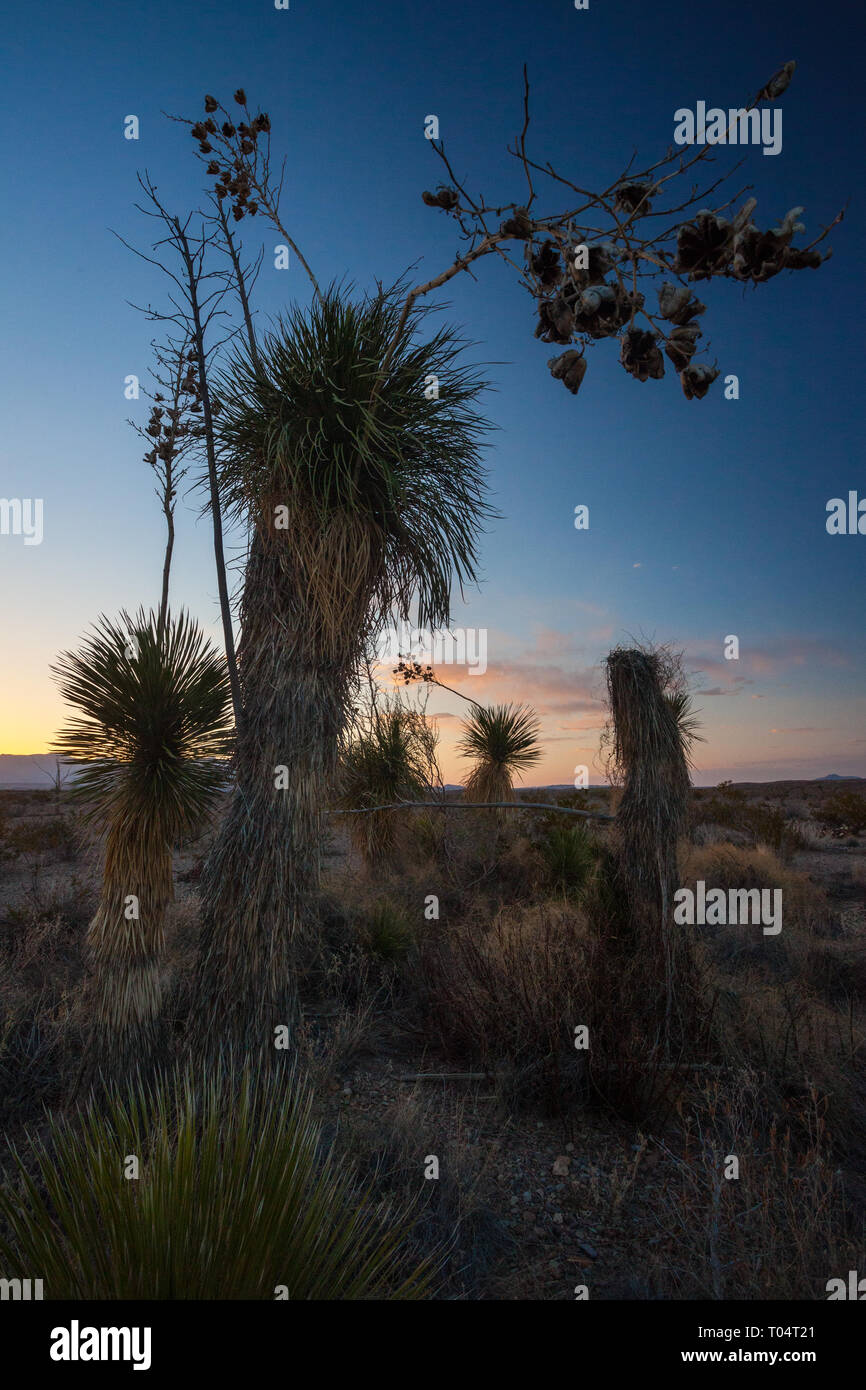 Big Bend National Park, Brewster County, Texas, USA Stock Photo - Alamy